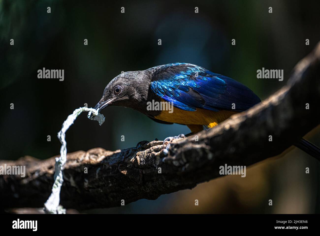 Golden-breasted Starling (Cosmopsarus regius) Searching for Nesting ...
