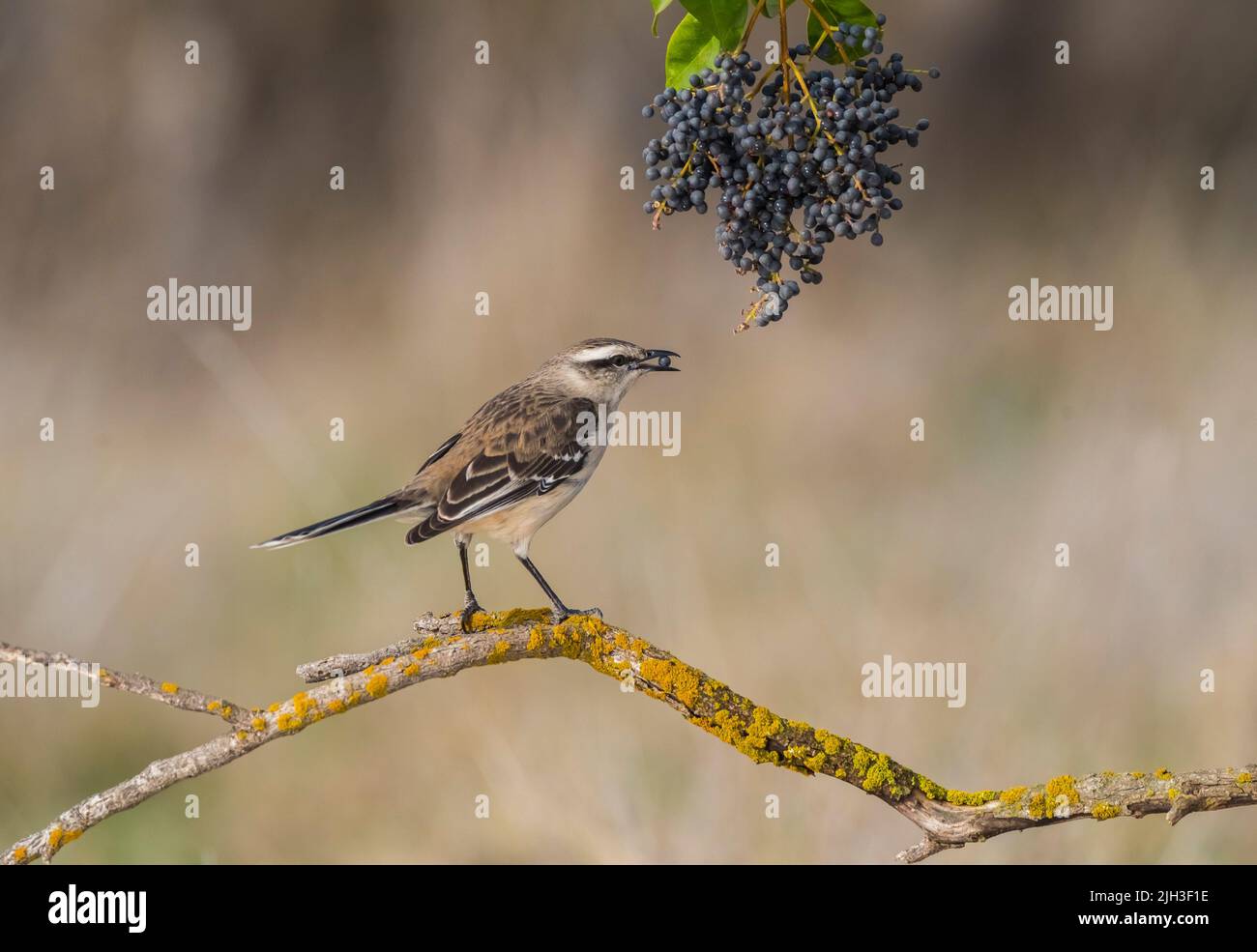 White banded Mockingbird, Mimus triurus, in Pampas grass environment ...