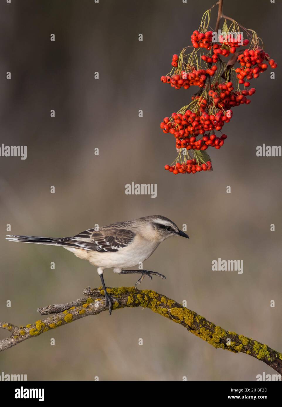 White banded Mockingbird, Mimus triurus, in Pampas grass environment ...