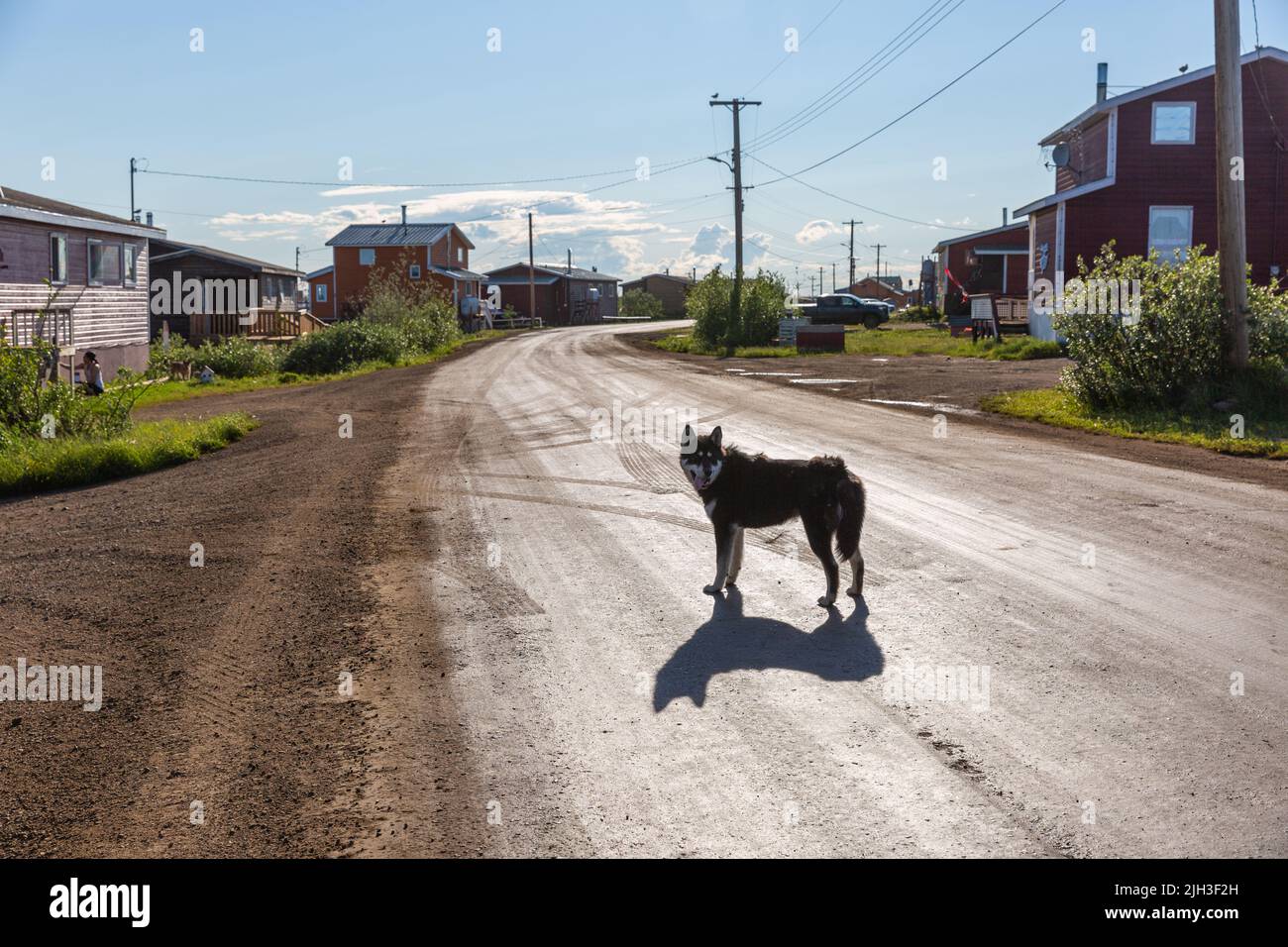 Husky dog standing on dirt road in summer, in the northern Indigenous ...