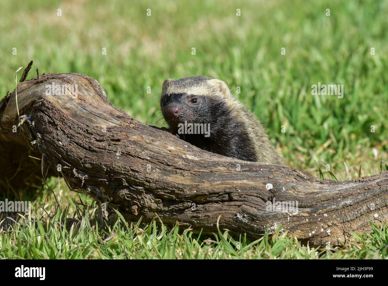 Little grison galictis cuja hi-res stock photography and images - Alamy
