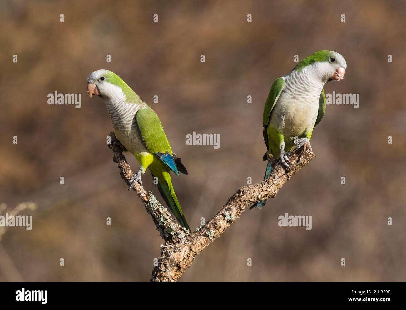 Monk parakeet, Myiopsitta monachus, in Pampas forest environment, La ...