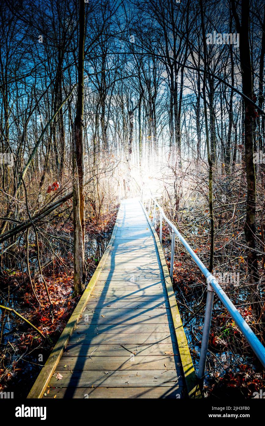 Perspective: a boardwalk leads Into the light Stock Photo - Alamy