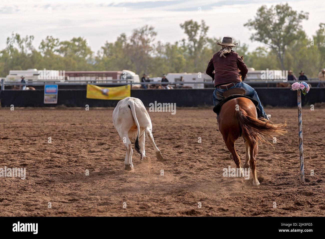 Cowboy on horse in a camp draft event at an Australian country rodeo ...