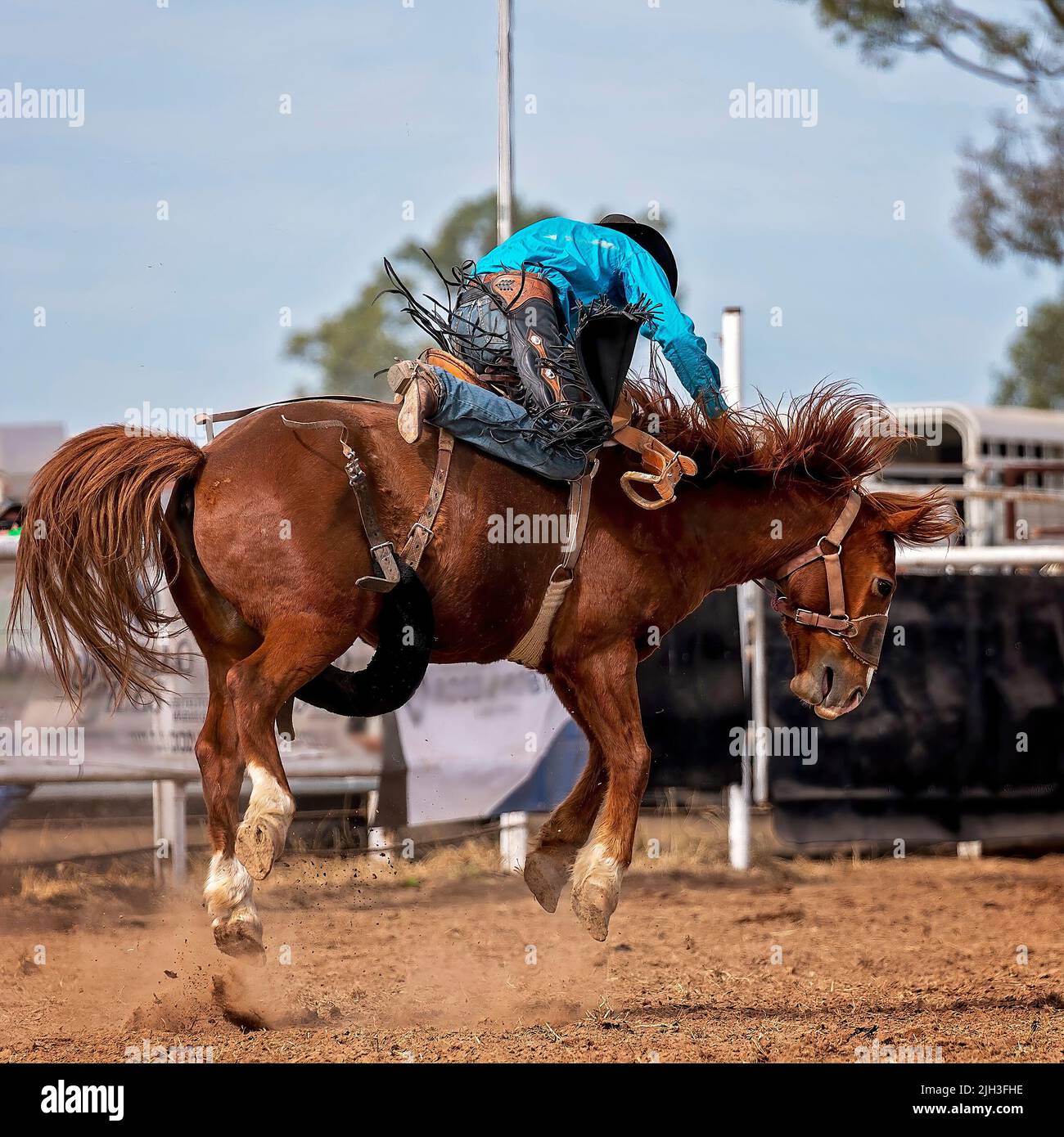 Cowboy riding a bucking bronc at a country rodeo Australia Stock Photo ...