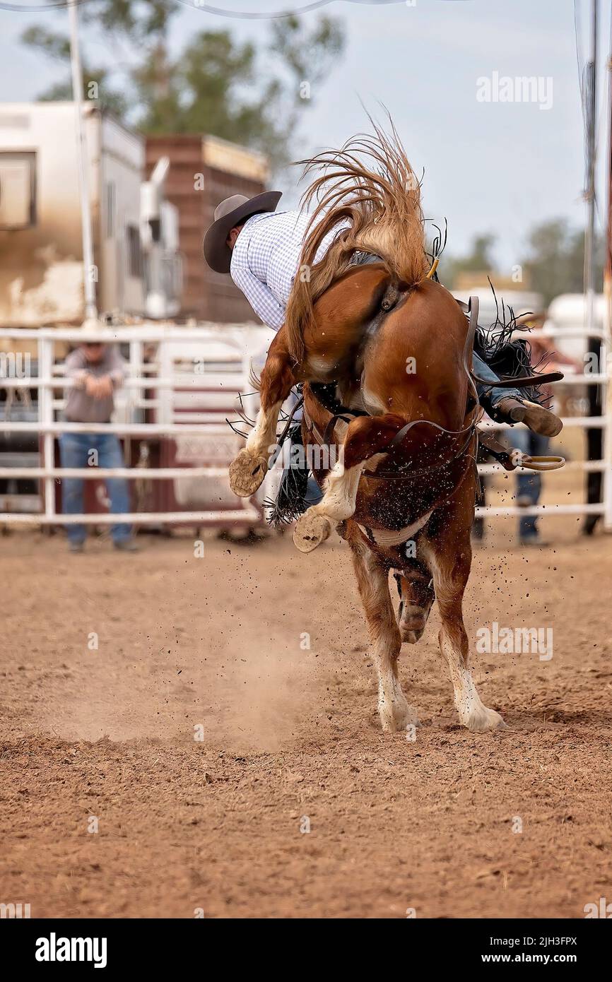 Cowboy riding a bucking bronc at a country rodeo Australia Stock Photo ...