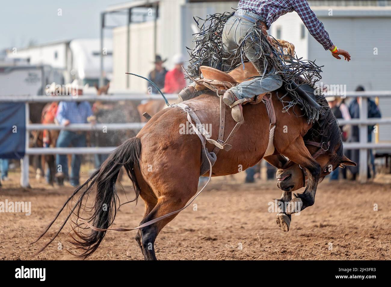 Cowboy riding a bucking bronc at a country rodeo Australia Stock Photo ...