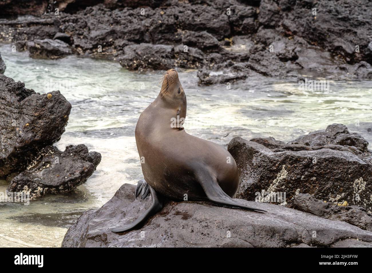 Sea lion sits with arched back resting on volcanic rocky beach in the ...