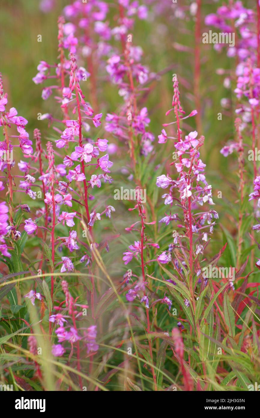 Fireweed flowers in summer, in the northern Indigenous community of ...