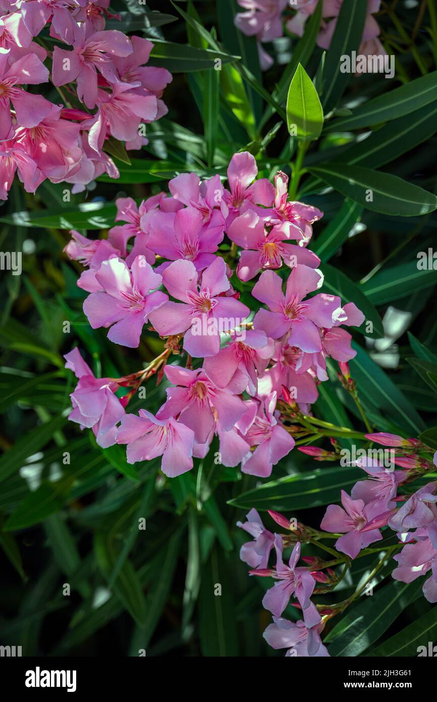 Nerium tree hi-res stock photography and images - Alamy