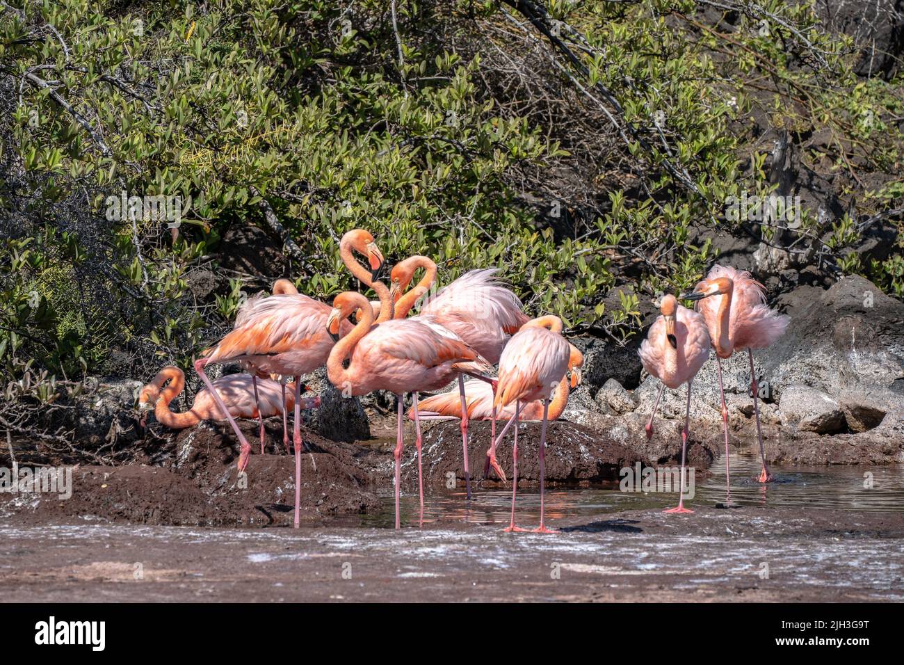 Vibrant Pink flamingos in the Galapagos Stock Photo - Alamy