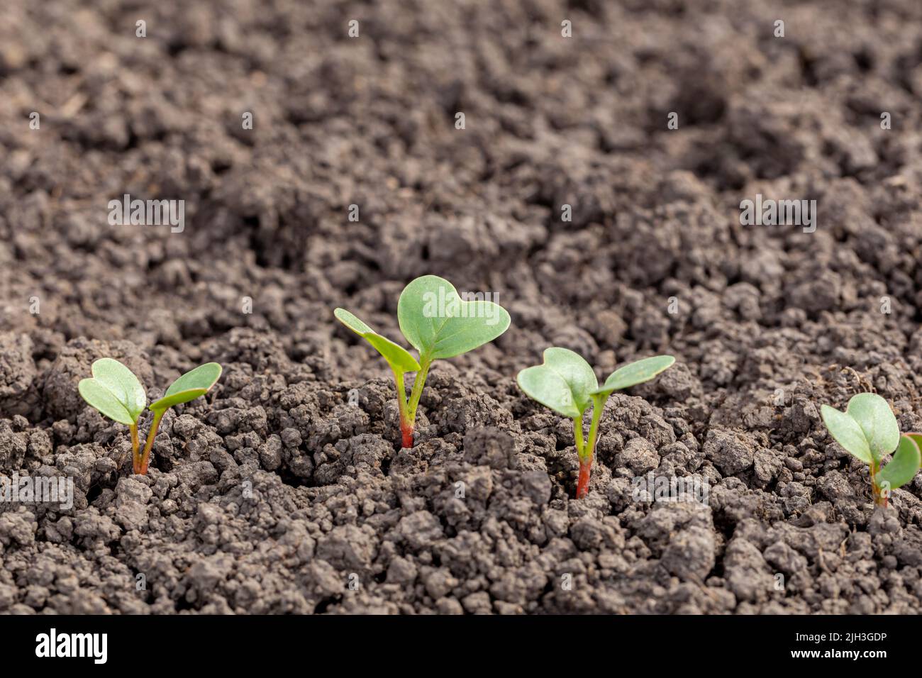 Radish plant seedlings growing in garden. Gardening, organic vegetables ...