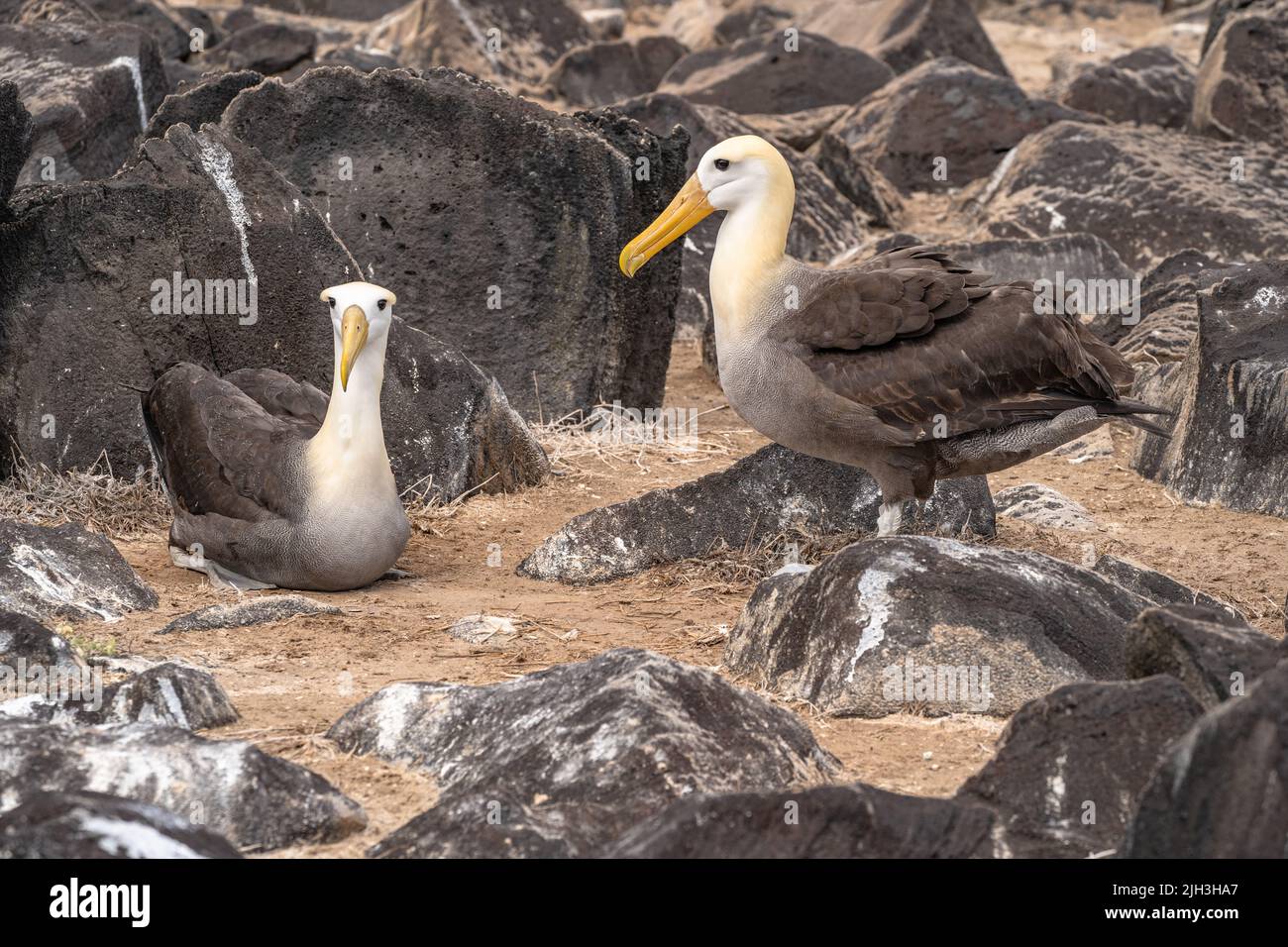 Flat large rocks hi-res stock photography and images - Alamy