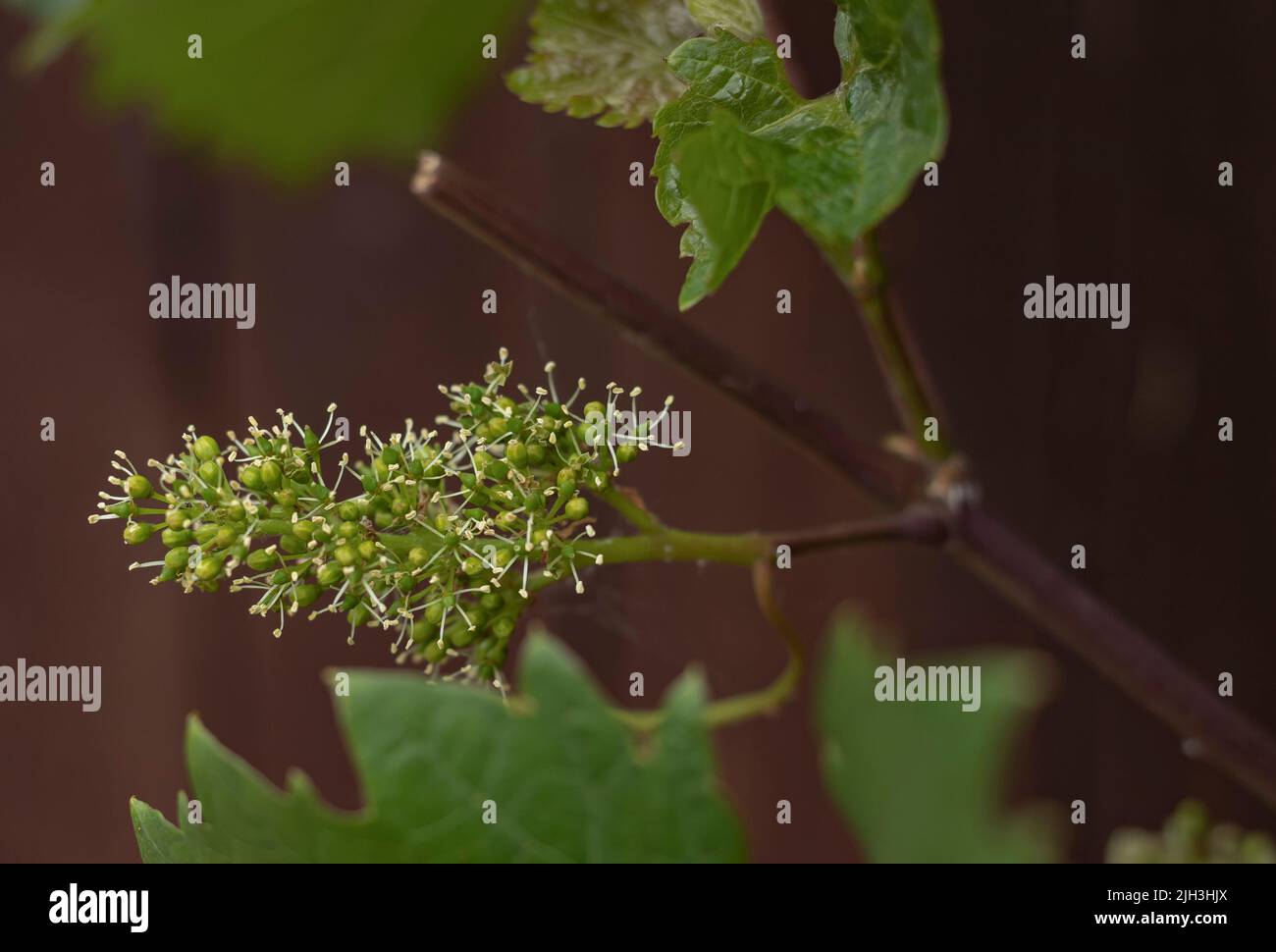 Plant nutrients cycle hi-res stock photography and images - Alamy