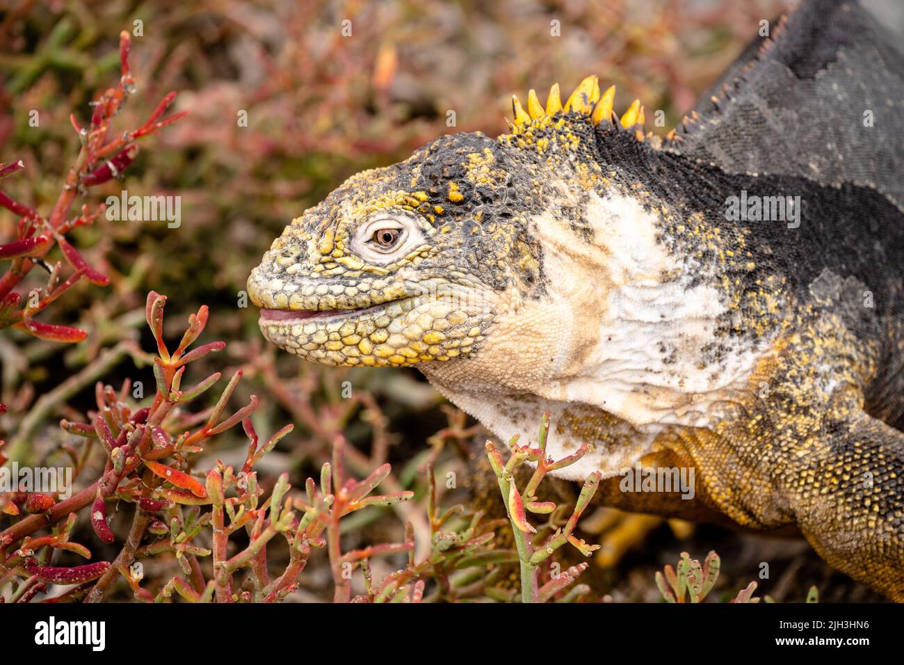 Galapagos land iguana are large lizards with a spiky dorsal crest Stock ...
