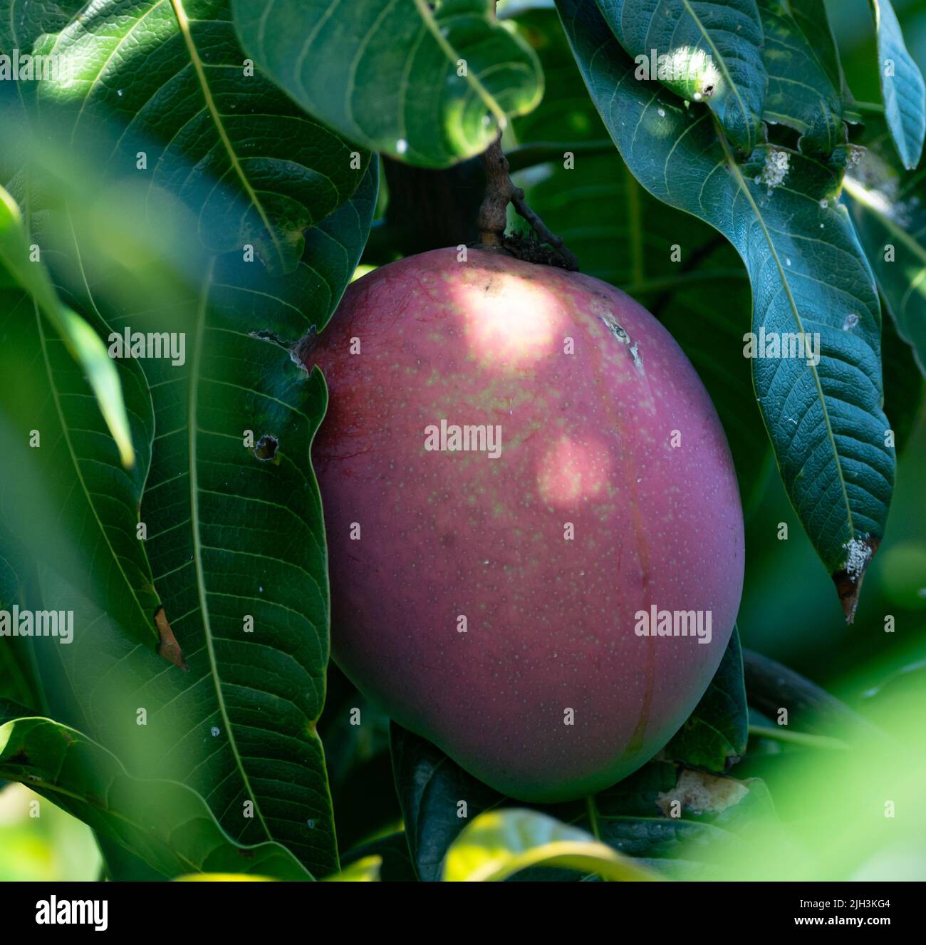 Cultivation of exotic sweet mango fruits on Canary islands, Spain. Ripe ...