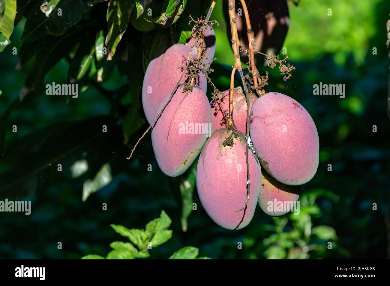 Cultivation of exotic sweet mango fruits on Canary islands, Spain. Ripe ...