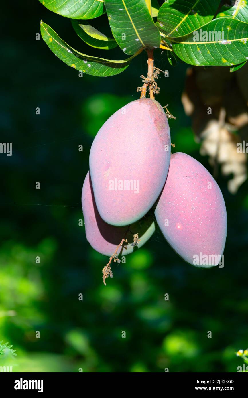 Cultivation of exotic sweet mango fruits on Canary islands, Spain. Ripe ...