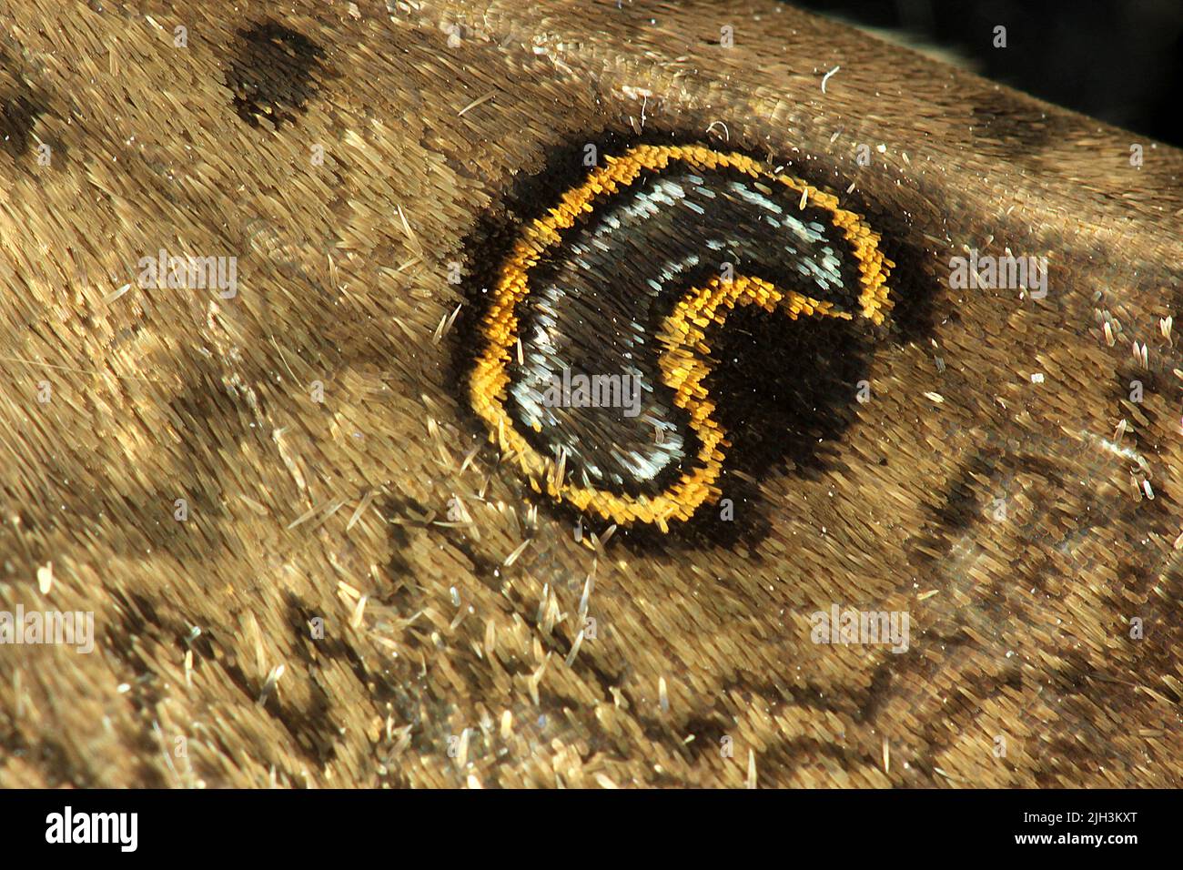 Macro image of Wattle moth wing scale pattern Stock Photo - Alamy