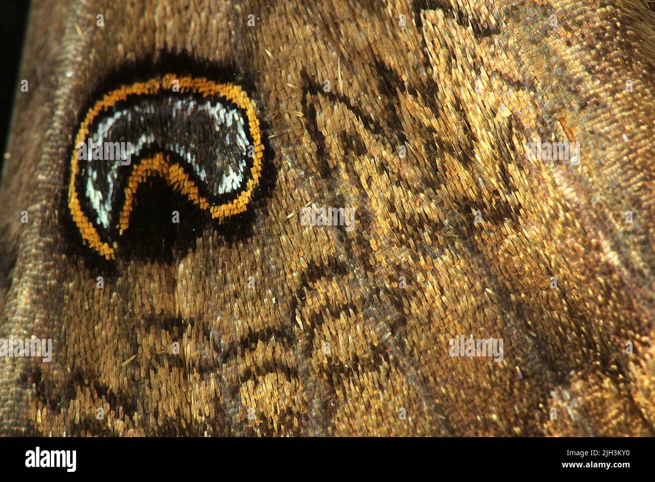 Macro image of Wattle moth wing scale pattern Stock Photo - Alamy