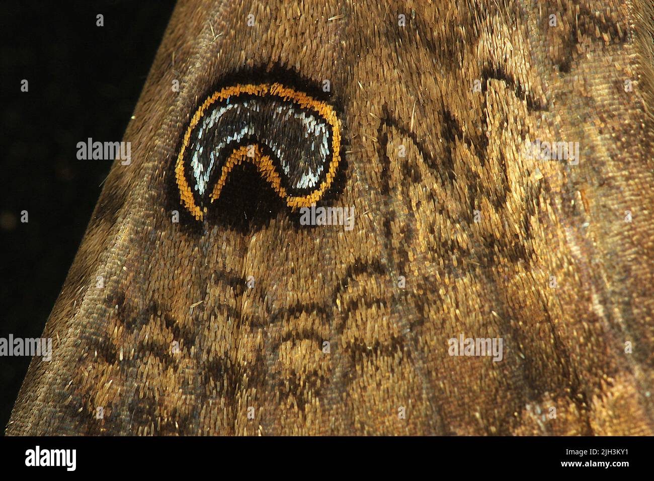 Macro image of Wattle moth wing scale pattern Stock Photo - Alamy