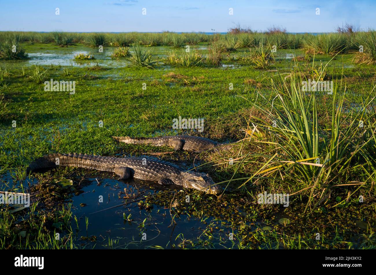 Black Caiman in marsh environment, Pantanal, Brazil Stock Photo - Alamy