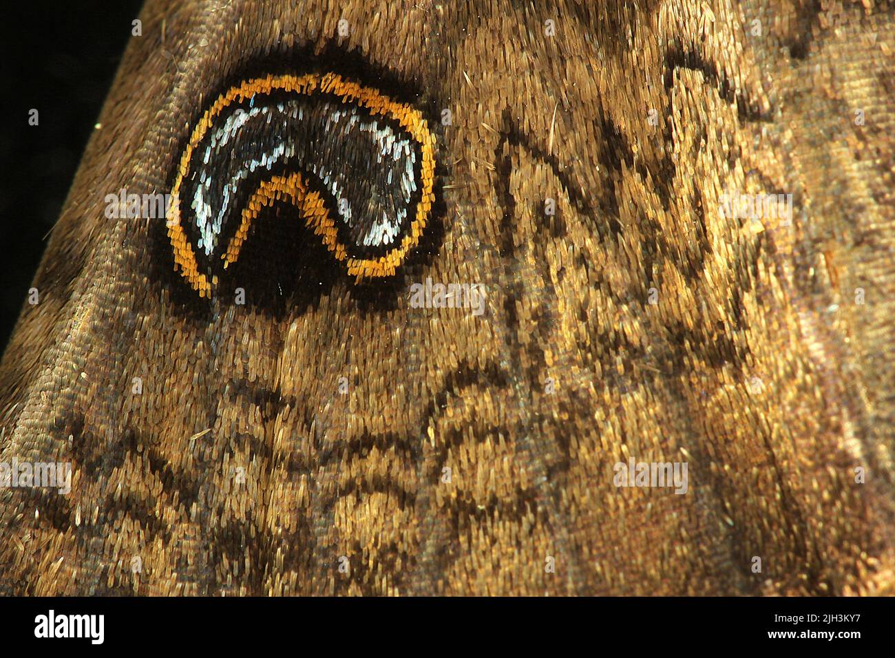 Macro image of Wattle moth wing scale pattern Stock Photo - Alamy