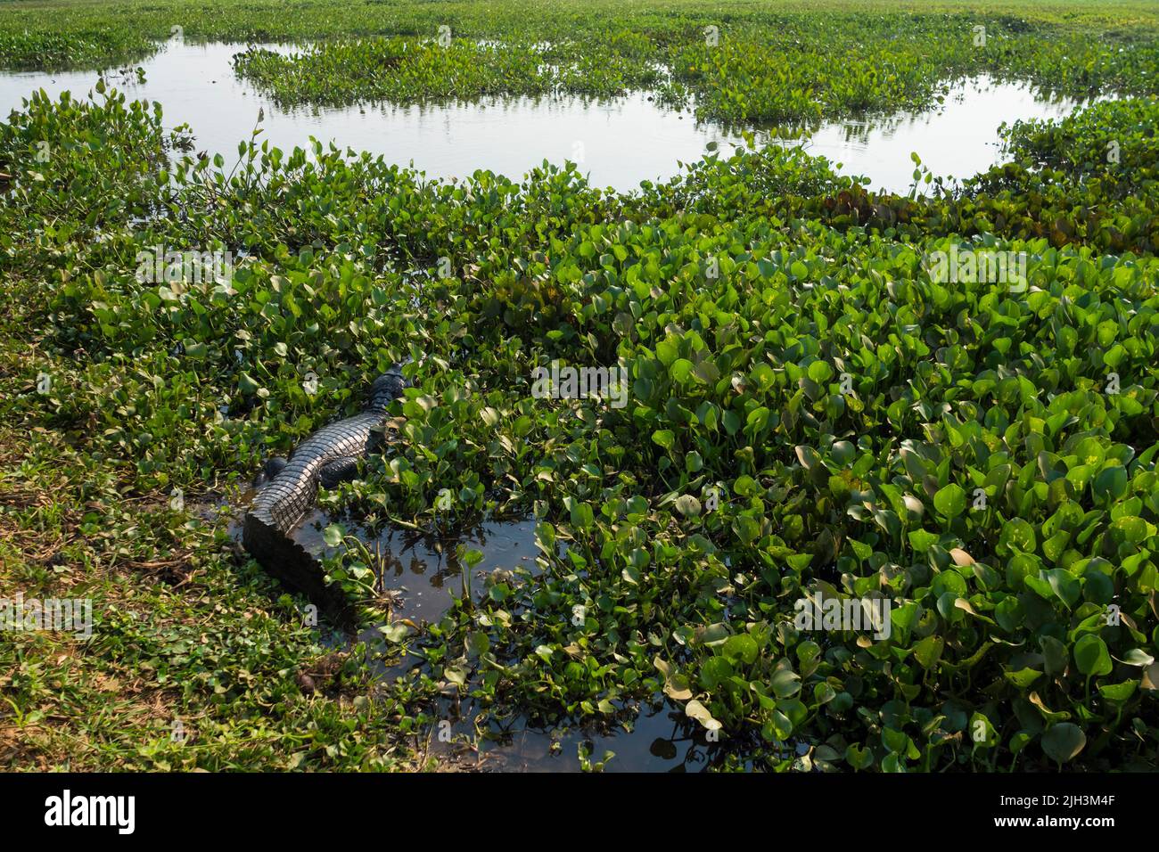 Black Caiman in marsh environment, Pantanal, Brazil Stock Photo - Alamy
