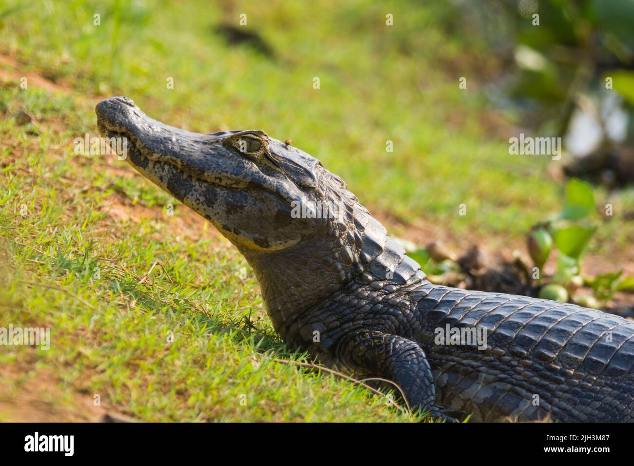 Black Caiman in marsh environment, Pantanal, Brazil Stock Photo - Alamy