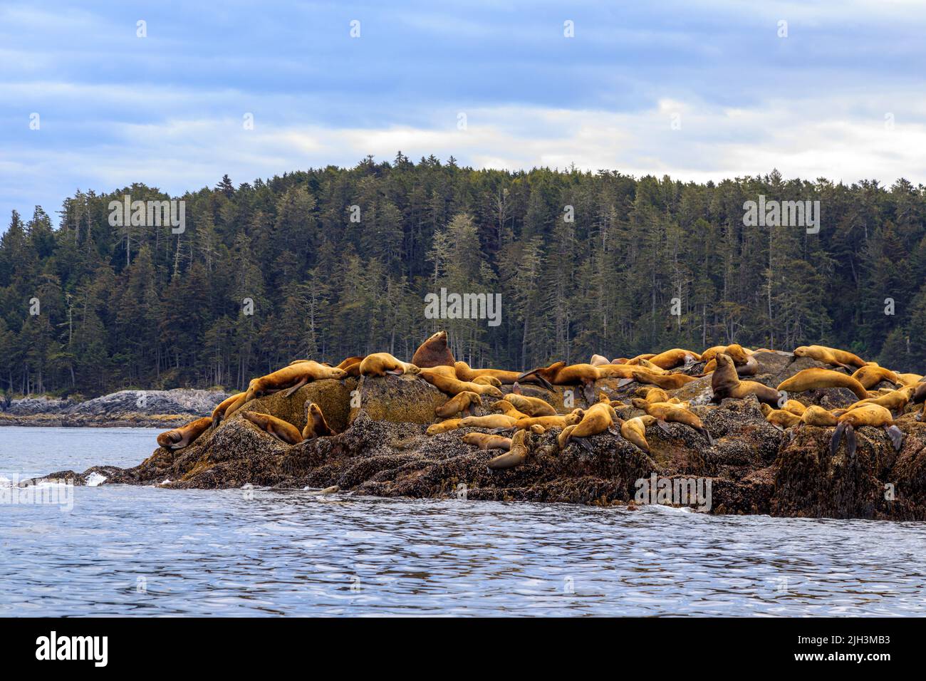 The California sea lion is a coastal eared seal native to western North ...