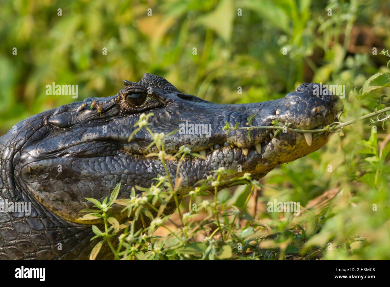 Black Caiman in marsh environment, Pantanal, Brazil Stock Photo - Alamy