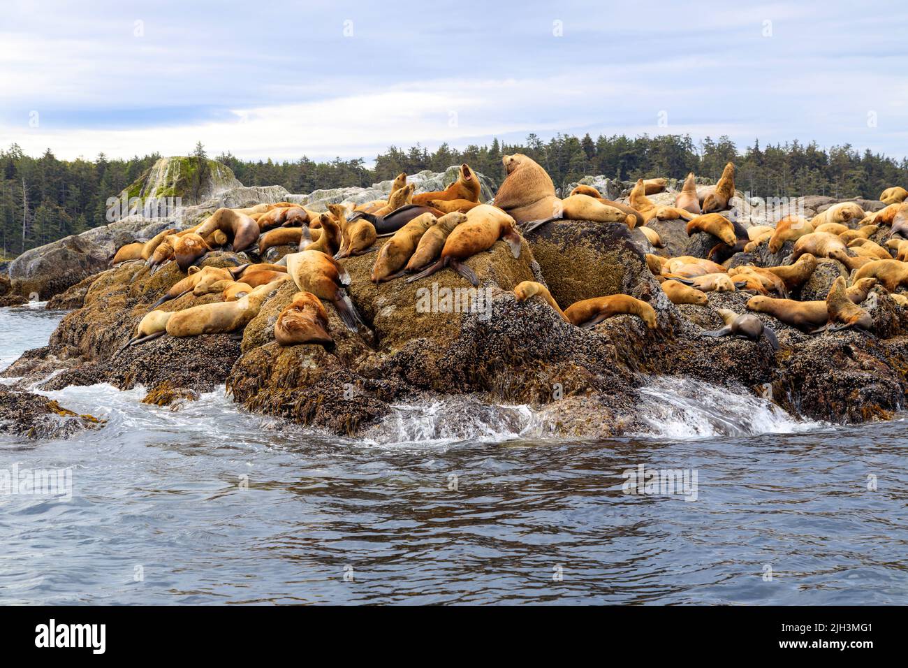 The California sea lion is a coastal eared seal native to western North ...