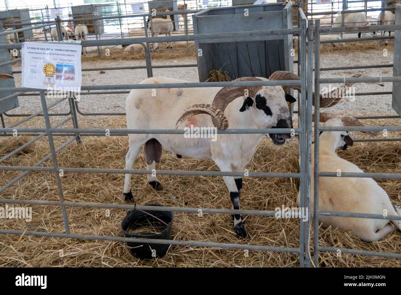 Species of sheep hi-res stock photography and images - Alamy