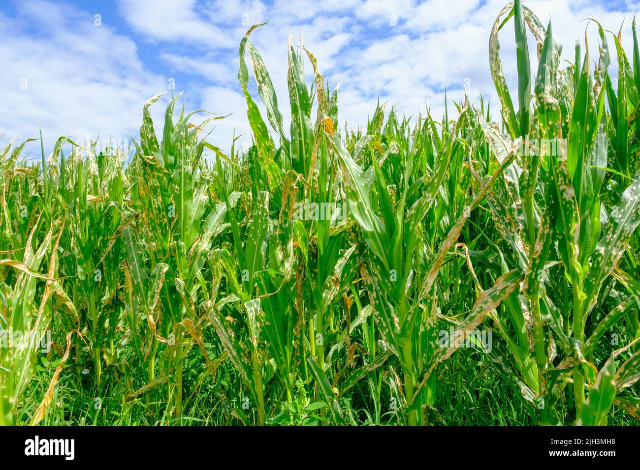 Corn plants wilting and dead after wrong applying herbicide in ...