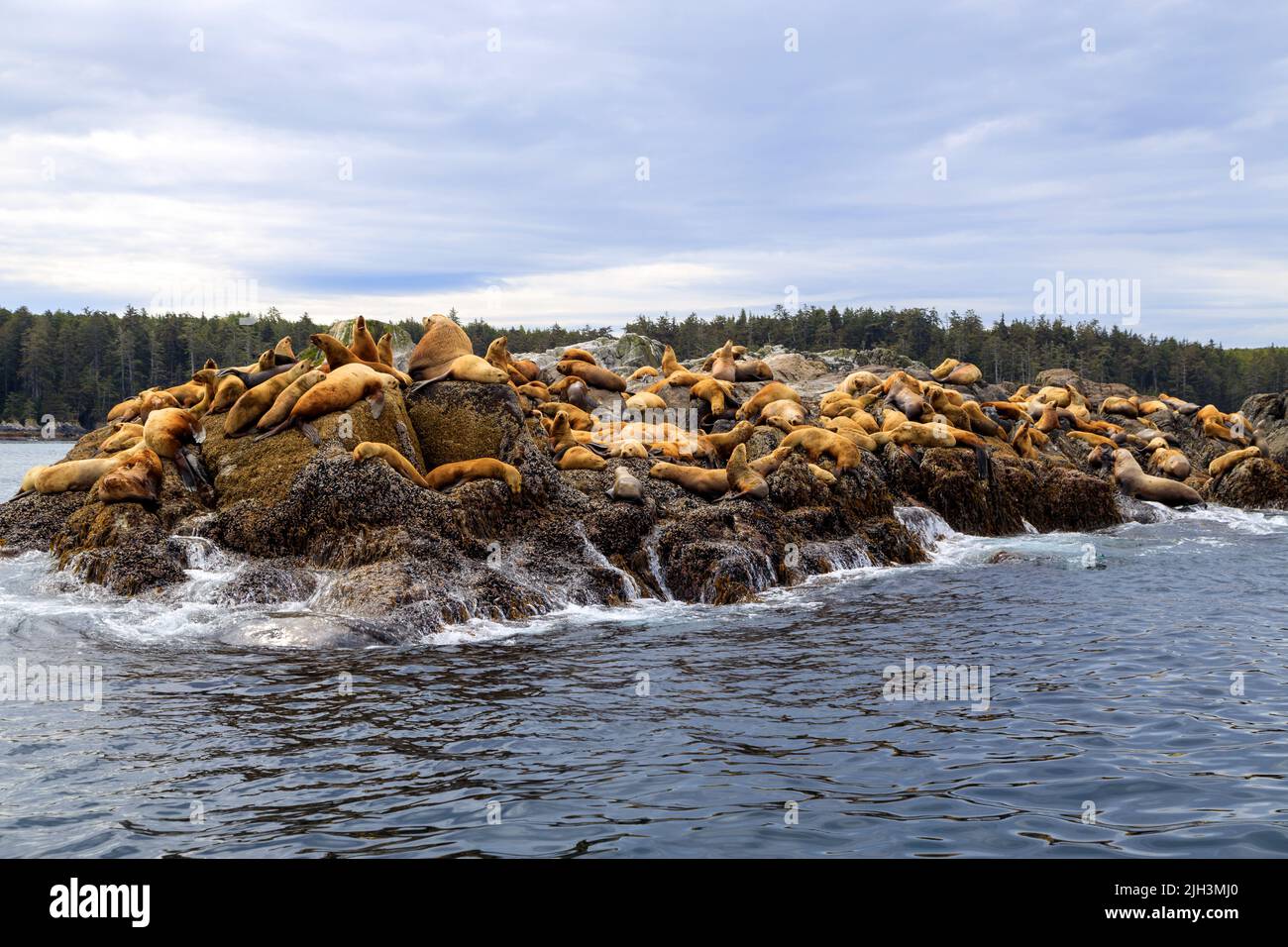 The California sea lion is a coastal eared seal native to western North ...