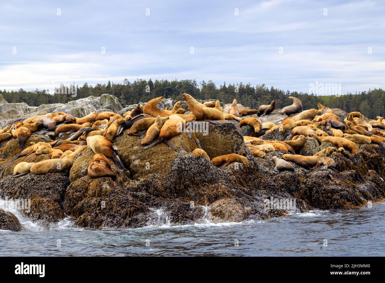 The California sea lion is a coastal eared seal native to western North ...