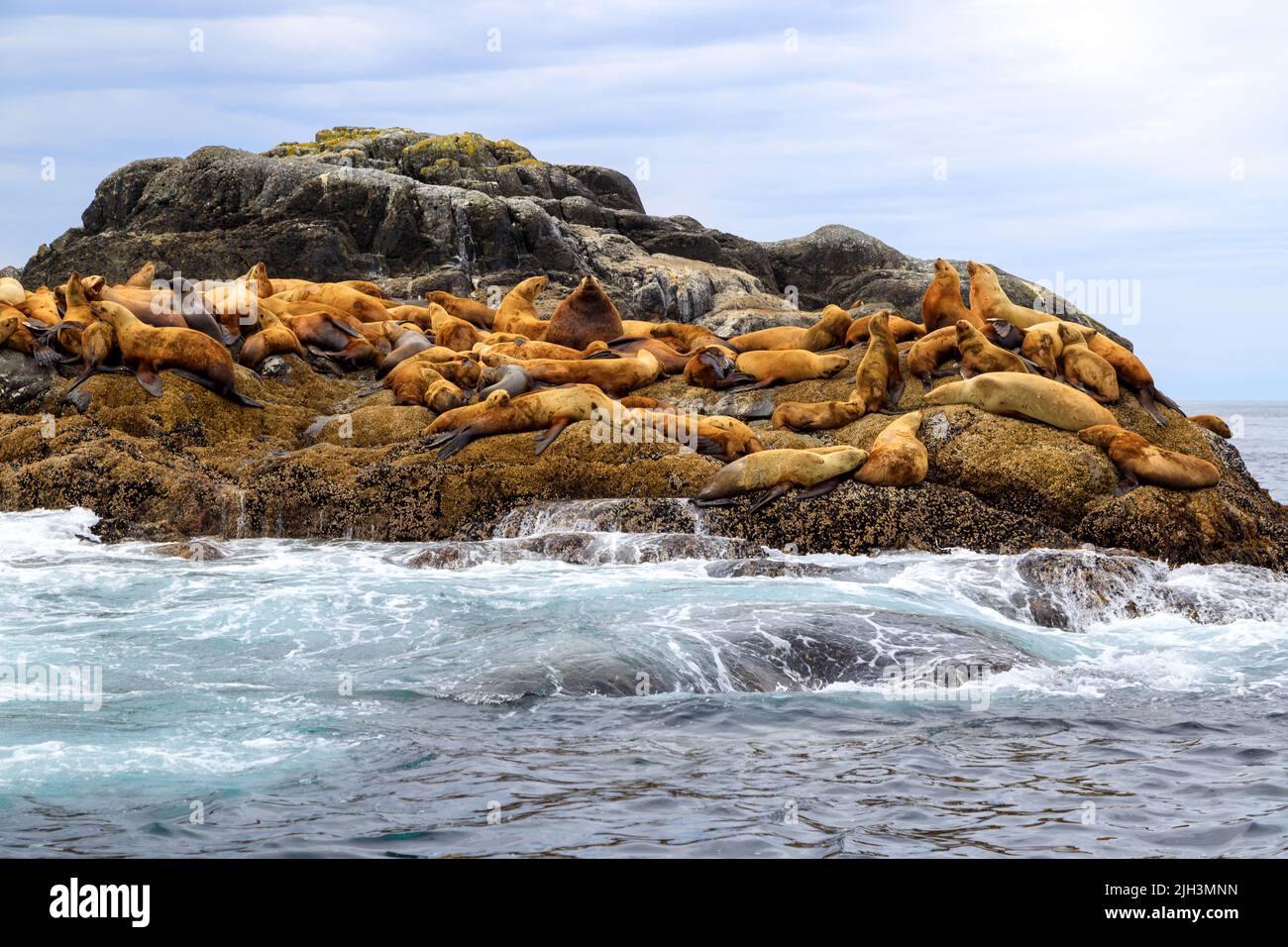 The California sea lion is a coastal eared seal native to western North ...