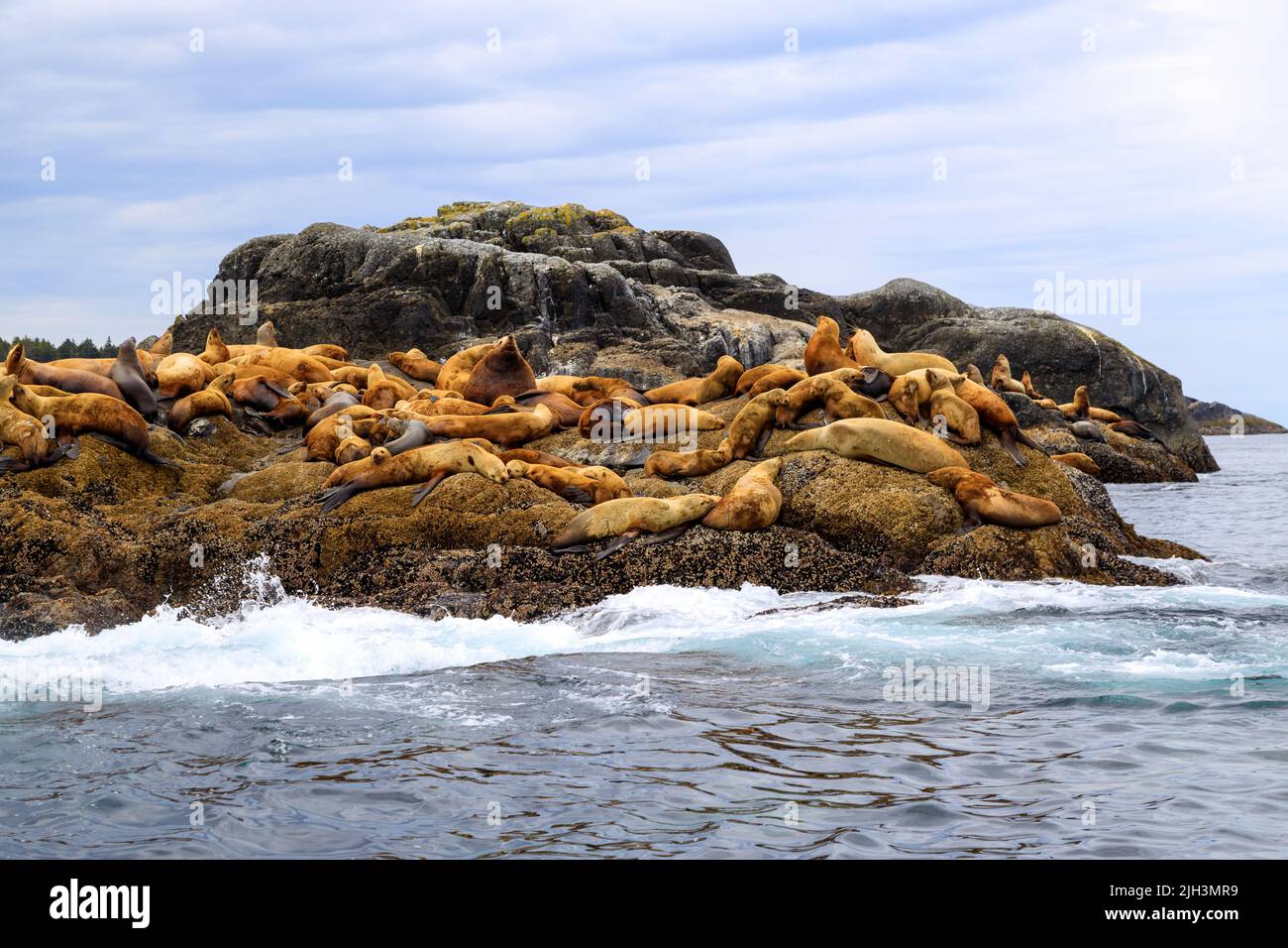 The California sea lion is a coastal eared seal native to western North ...