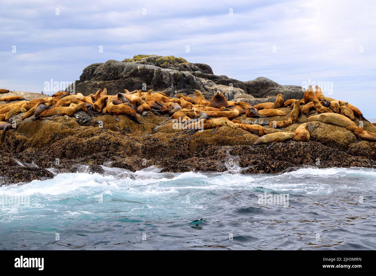 The California sea lion is a coastal eared seal native to western North ...