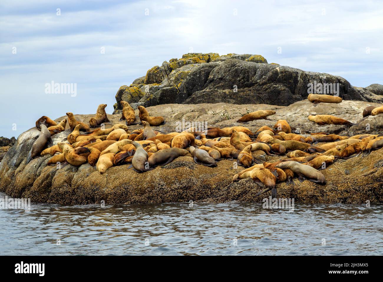 The California sea lion is a coastal eared seal native to western North ...