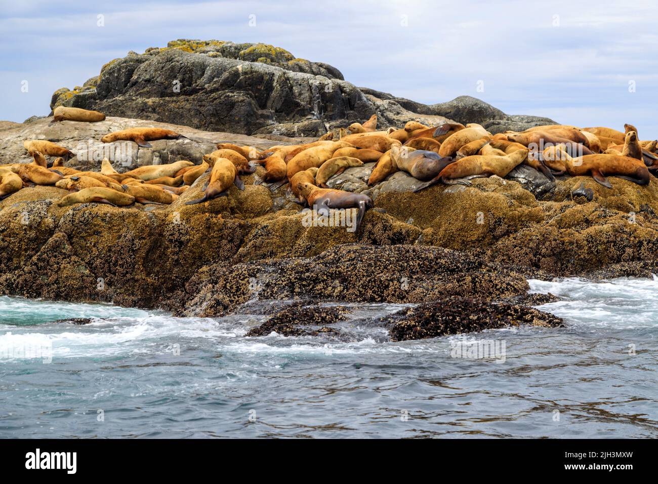 The California sea lion is a coastal eared seal native to western North ...