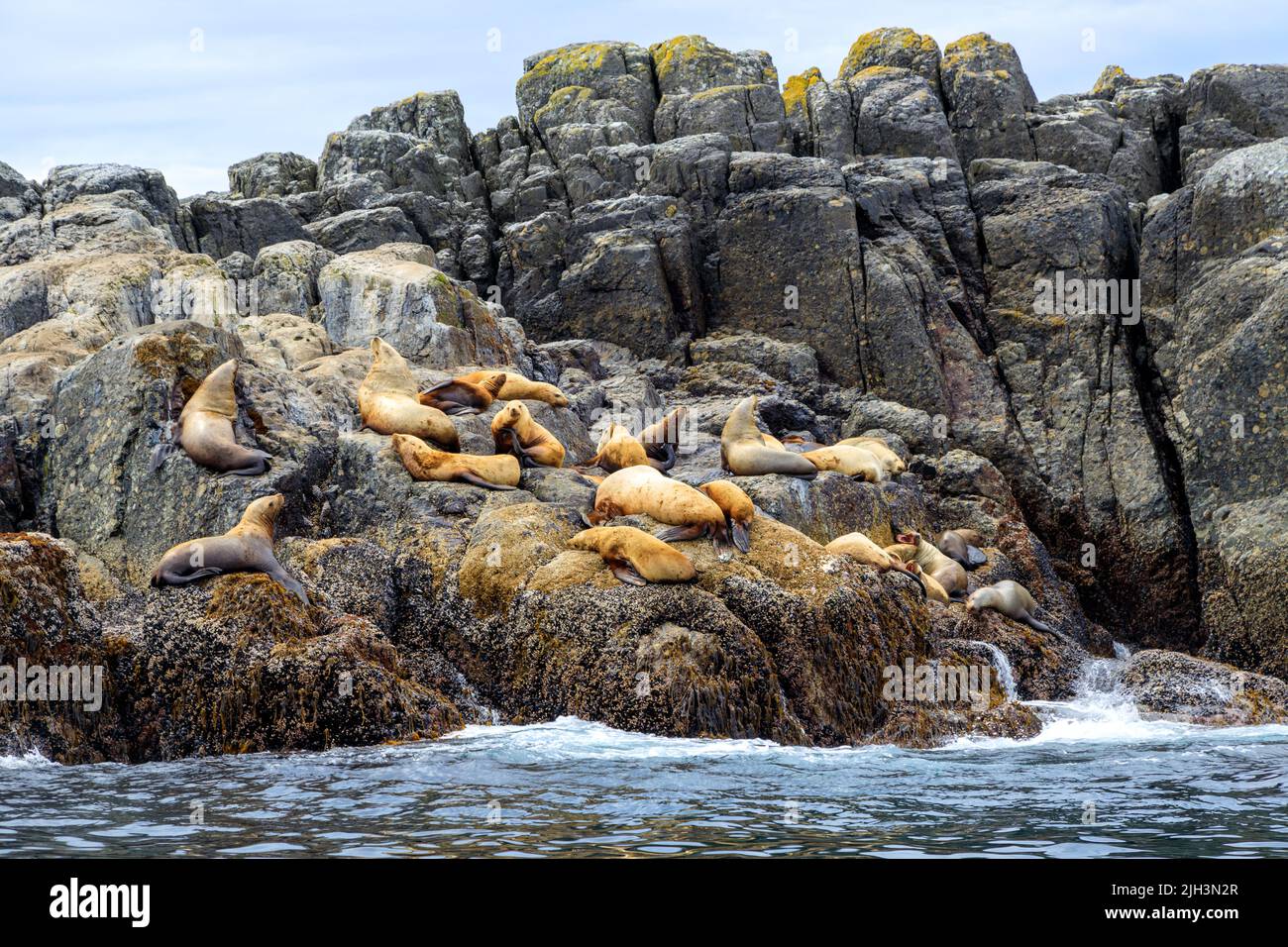 The California sea lion is a coastal eared seal native to western North ...