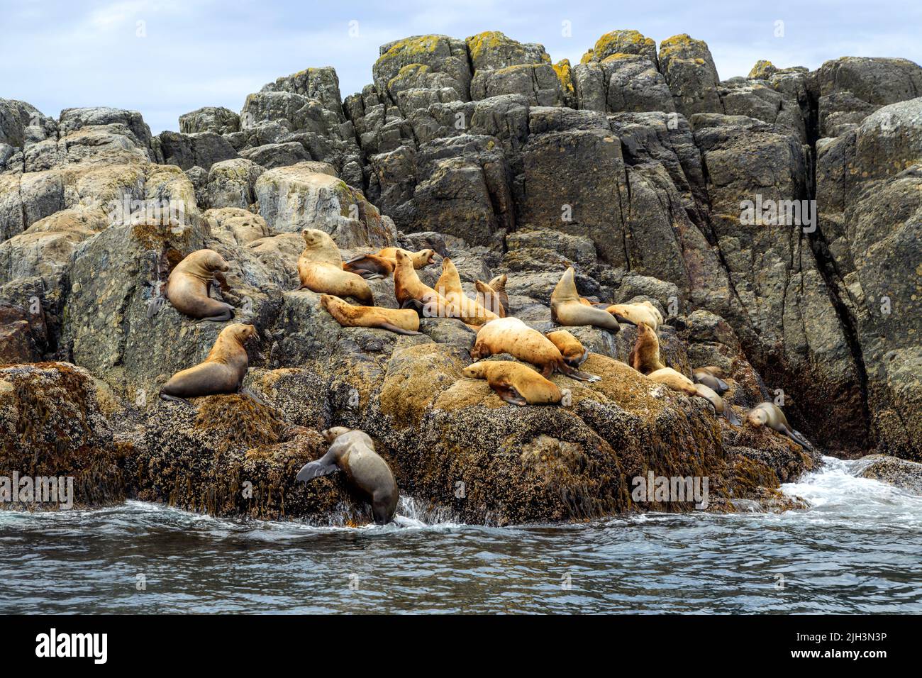 The California sea lion is a coastal eared seal native to western North ...