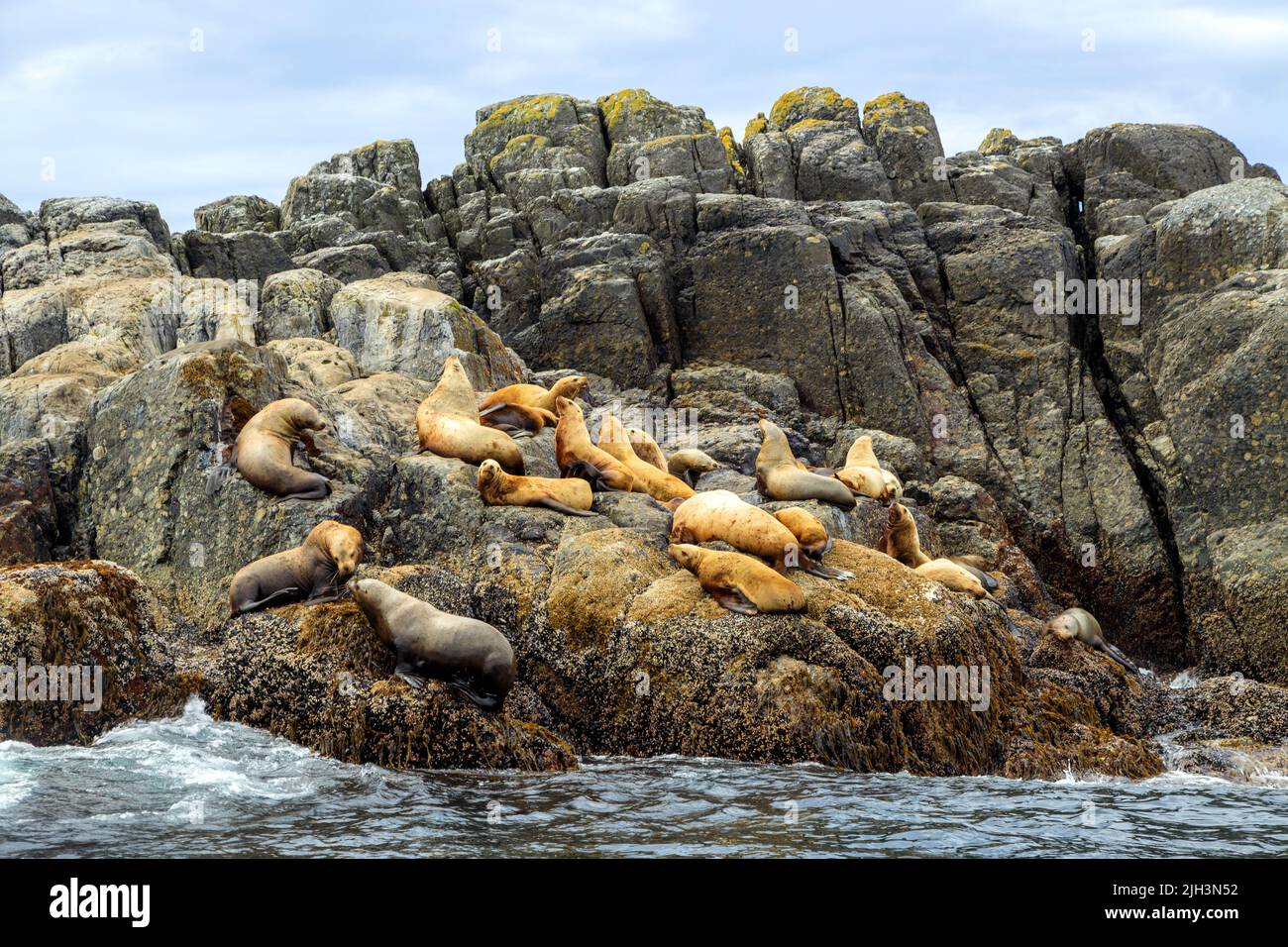 The California sea lion is a coastal eared seal native to western North ...