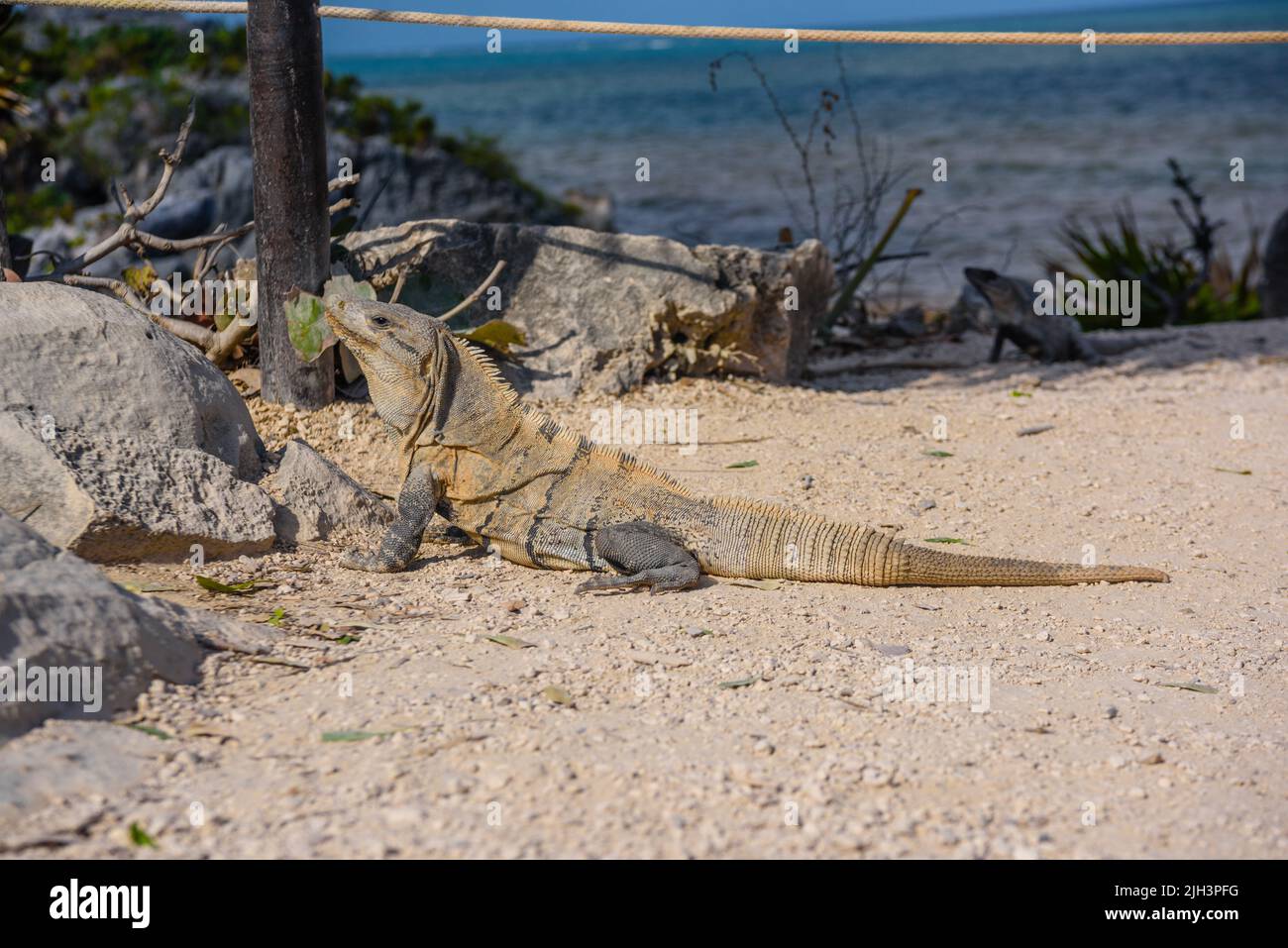 Gray iguana lizard sitting on the ground with leaves, Mayan Ruins in ...
