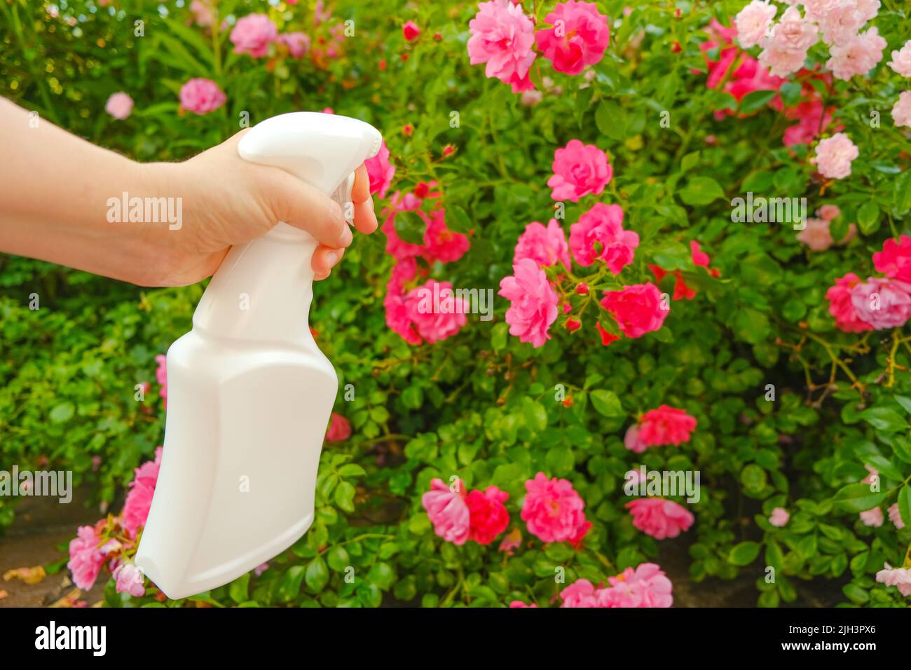 roses Treatment from pest and fungi.White bottle with disinfectant for ...
