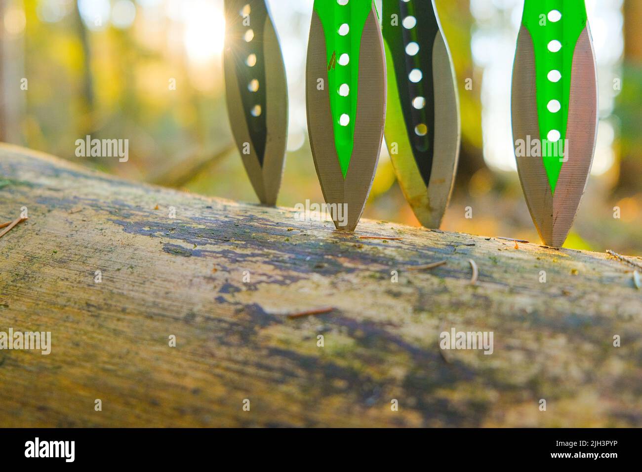 Throwing knives in a log in a sunny forest.Sport and hobby concept ...