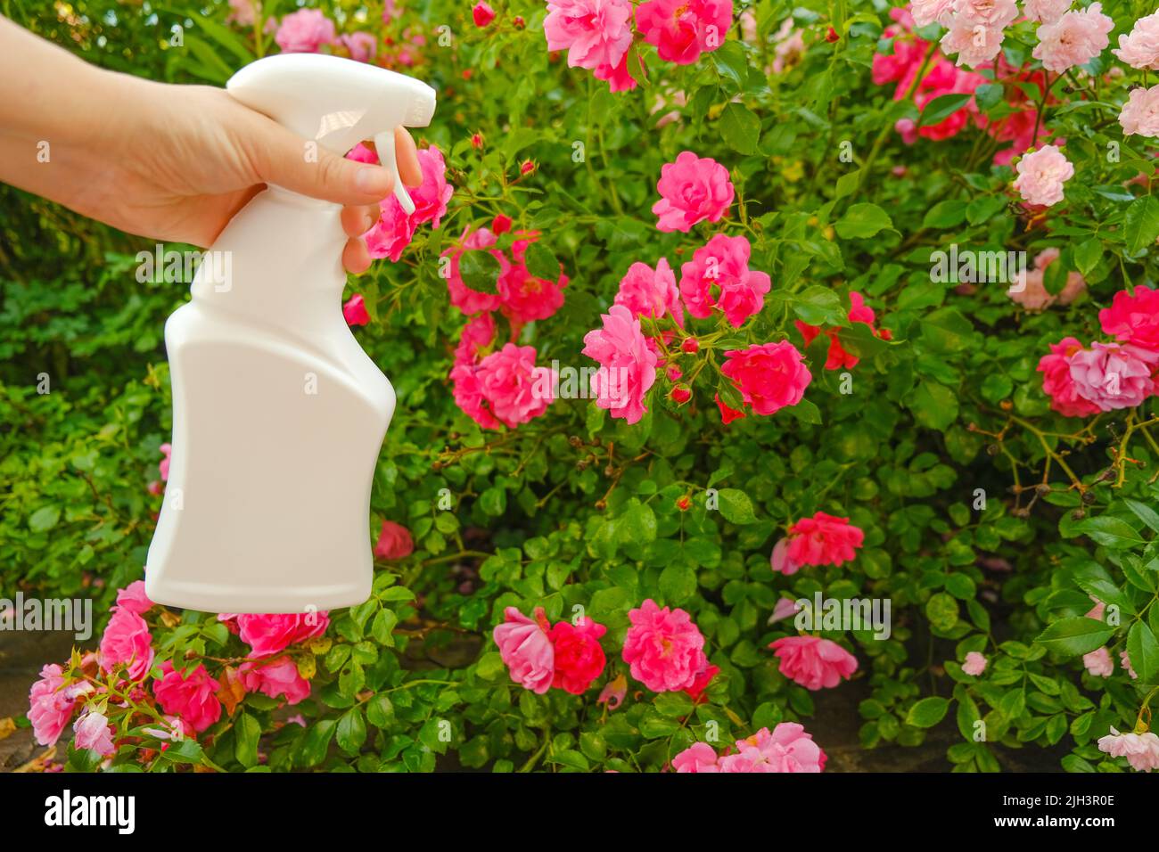 roses Treatment from pests, aphids and fungi.White bottle with ...