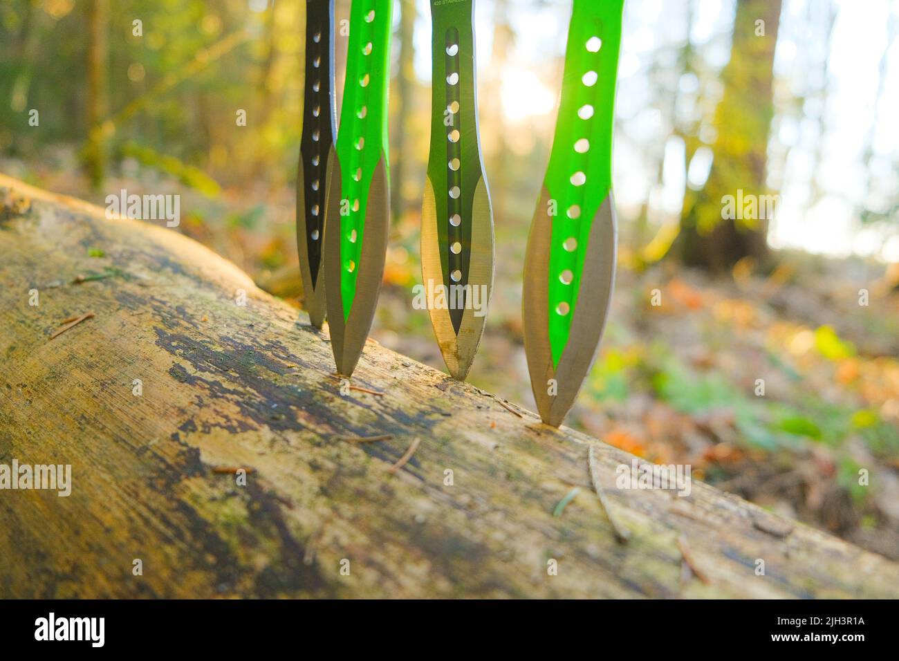 Throwing knives in a log in a sunny forest.Sport and hobby concept ...