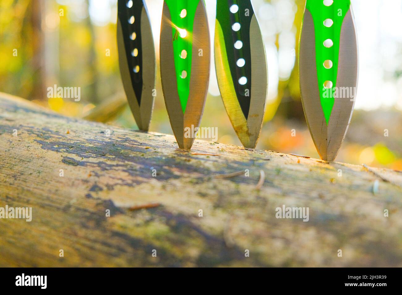 Throwing knives in a log in a sunny forest.Sport and hobby. metal ...